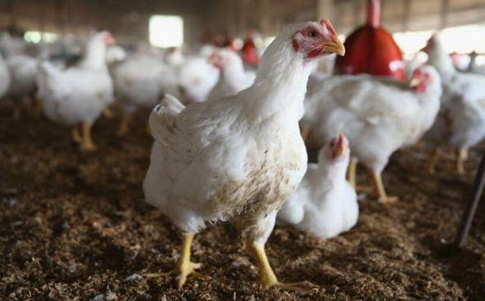 pollos Agrosuper | Openlatinoamerica