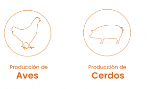 gallina y cerdo | Openlatinoamerica