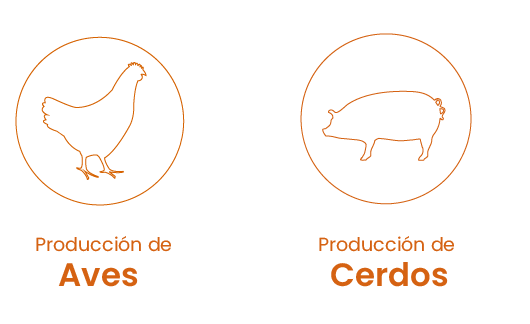gallina y cerdo | Openlatinoamerica